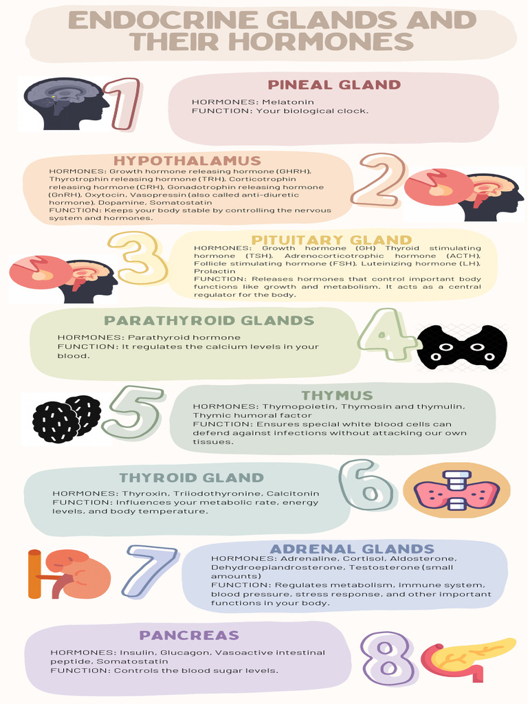 Infographics of Endocrine System | PDF | Endocrine System | Hormone