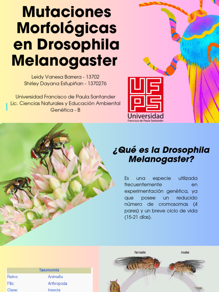 Mutaciones Droshopila Melanogaster | PDF