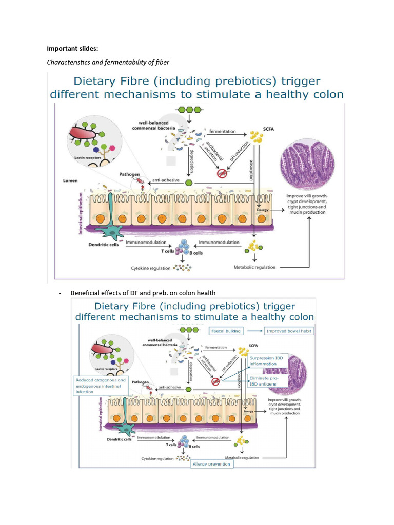 Important Slides | PDF | Microbiota | Gastrointestinal Tract