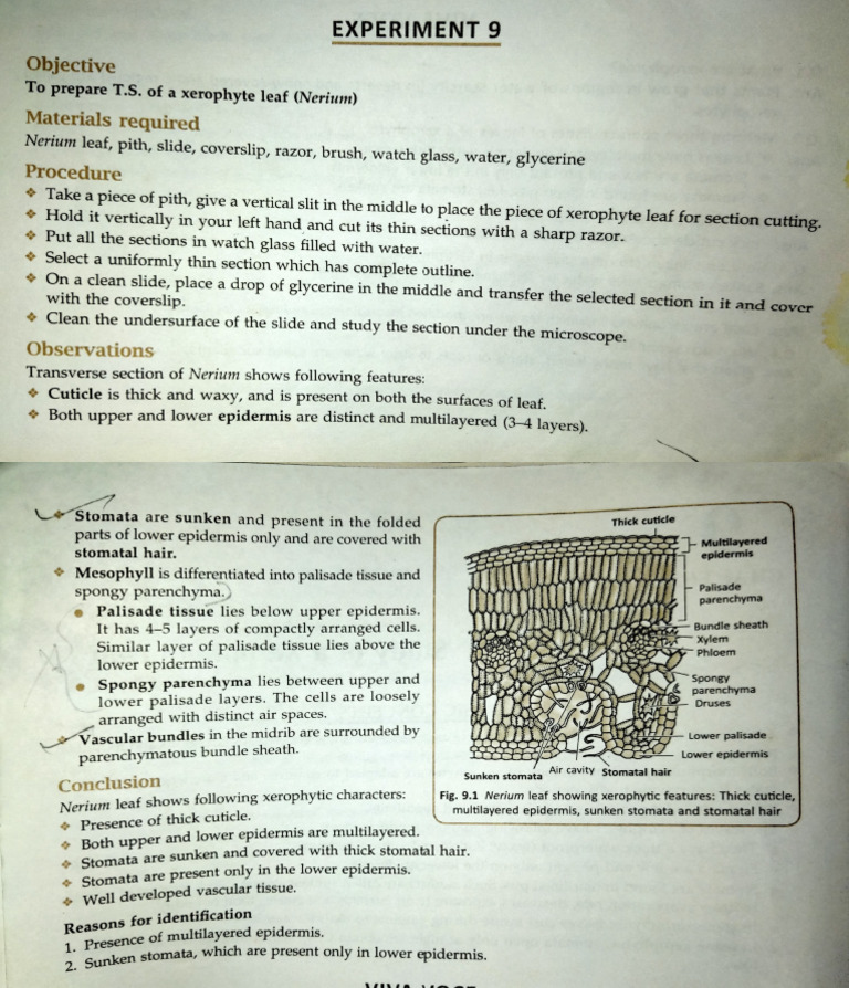 1 Xerophyte | PDF | Leaf | Tissue (Biology)