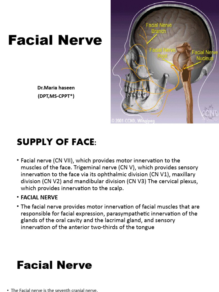 Facial Nerve | PDF