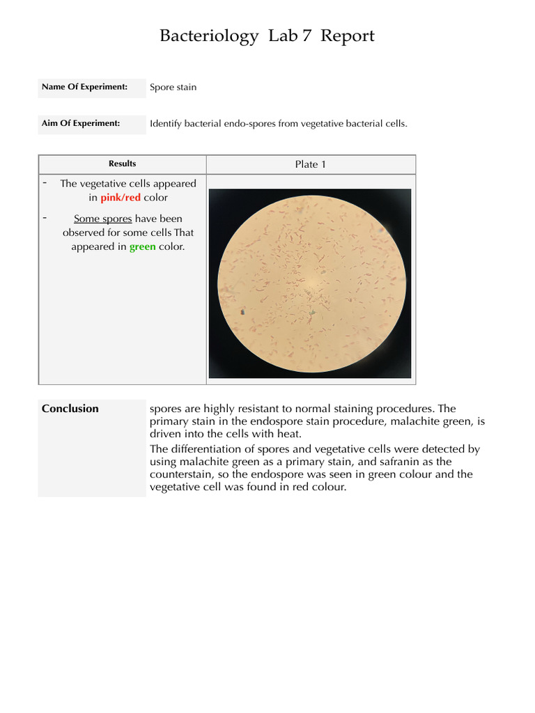 Spore Stain | PDF