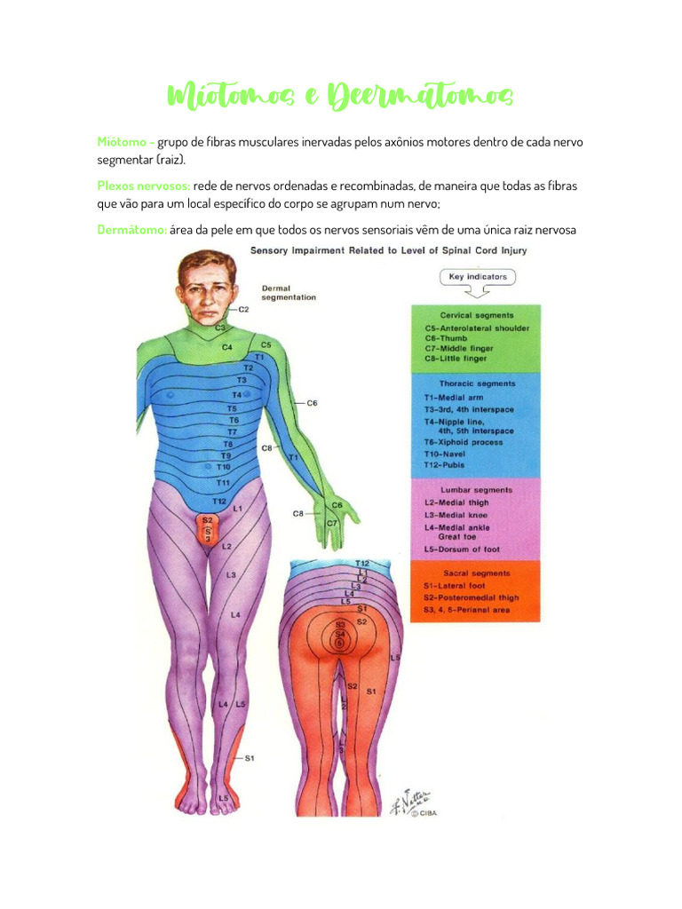 Míotomos e Deermátomos | PDF | Estudos de Línguas Estrangeiras | História