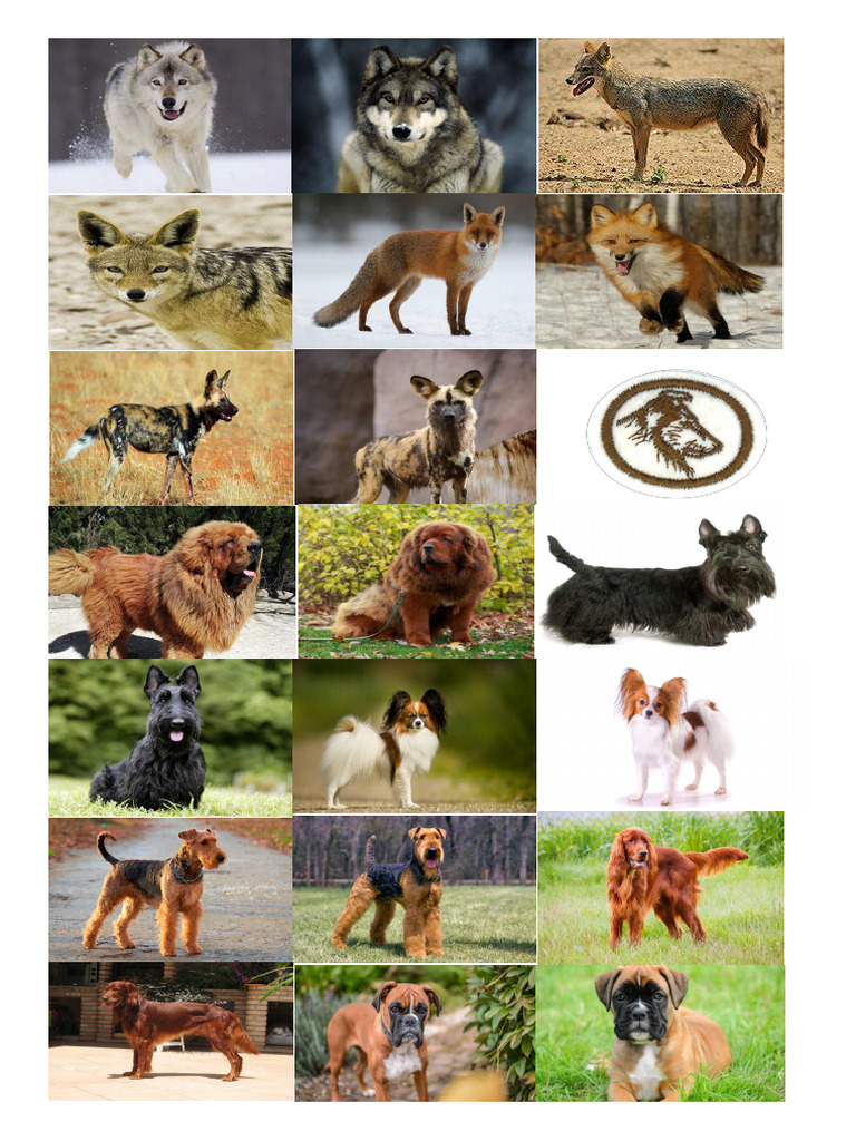 perros | PDF