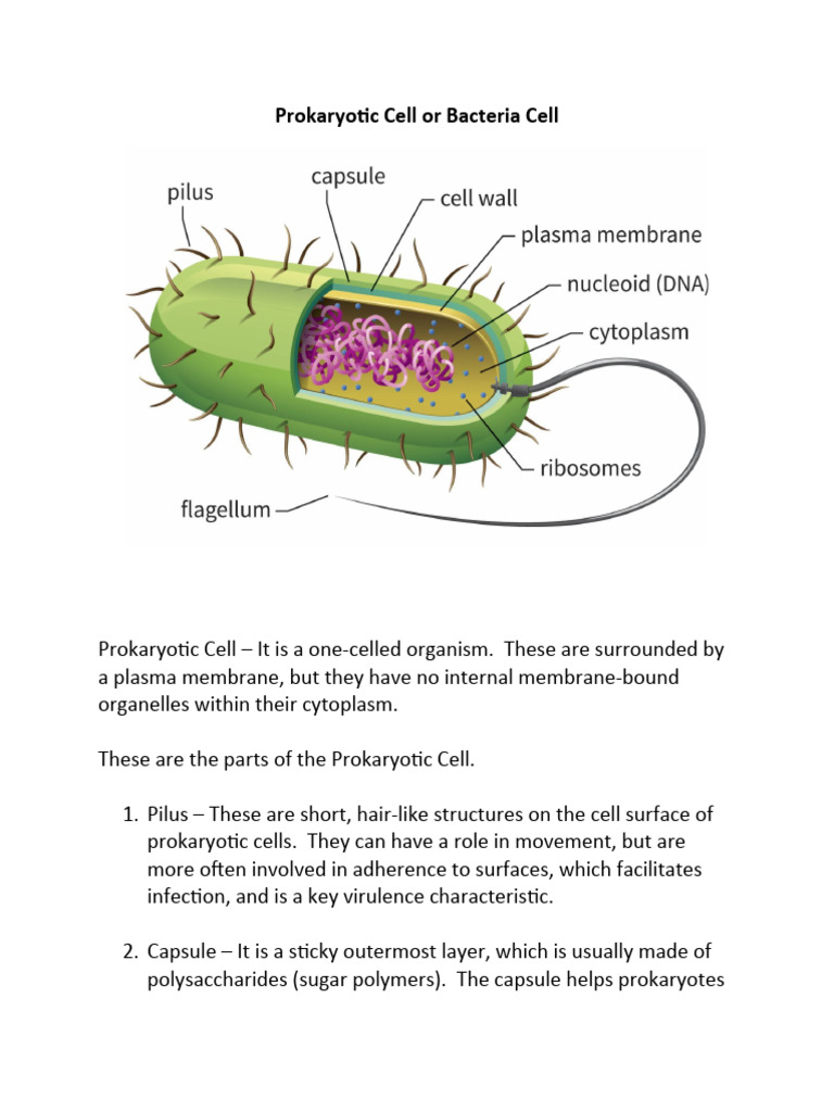 Prokaryotic Cell or Bacteria Cell Research | PDF