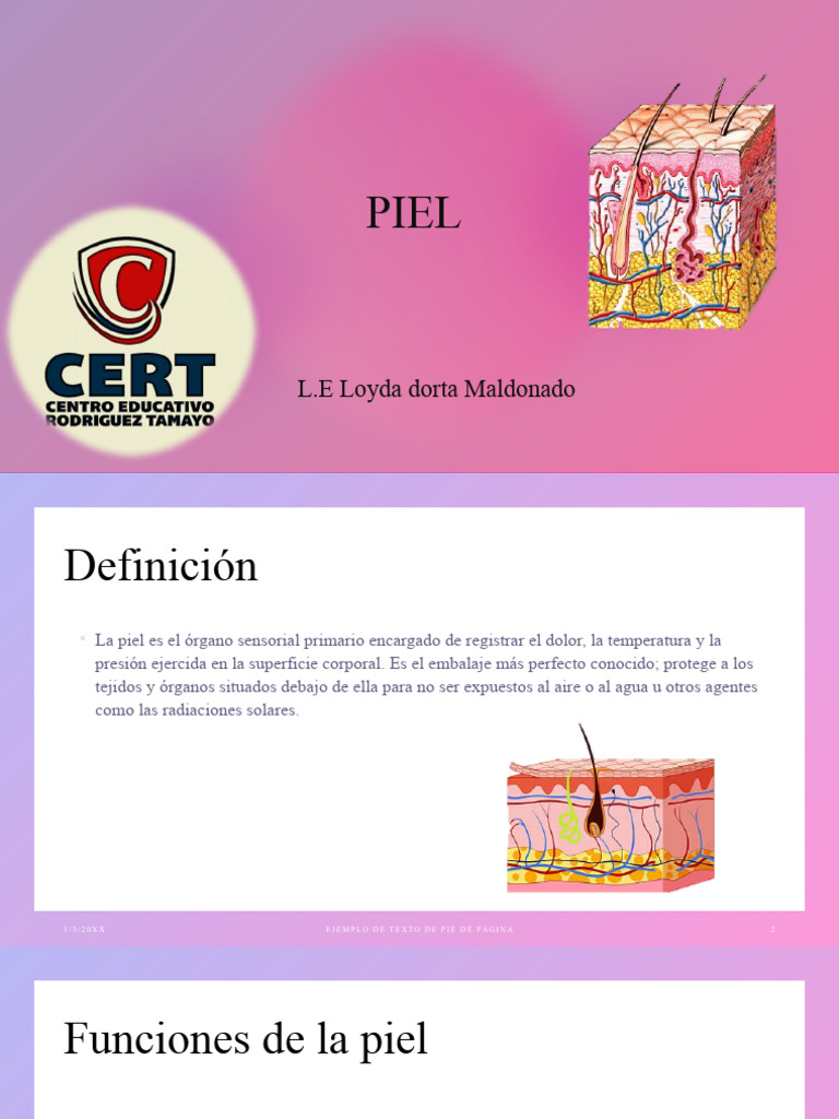 Piel | PDF | Piel | Epidermis