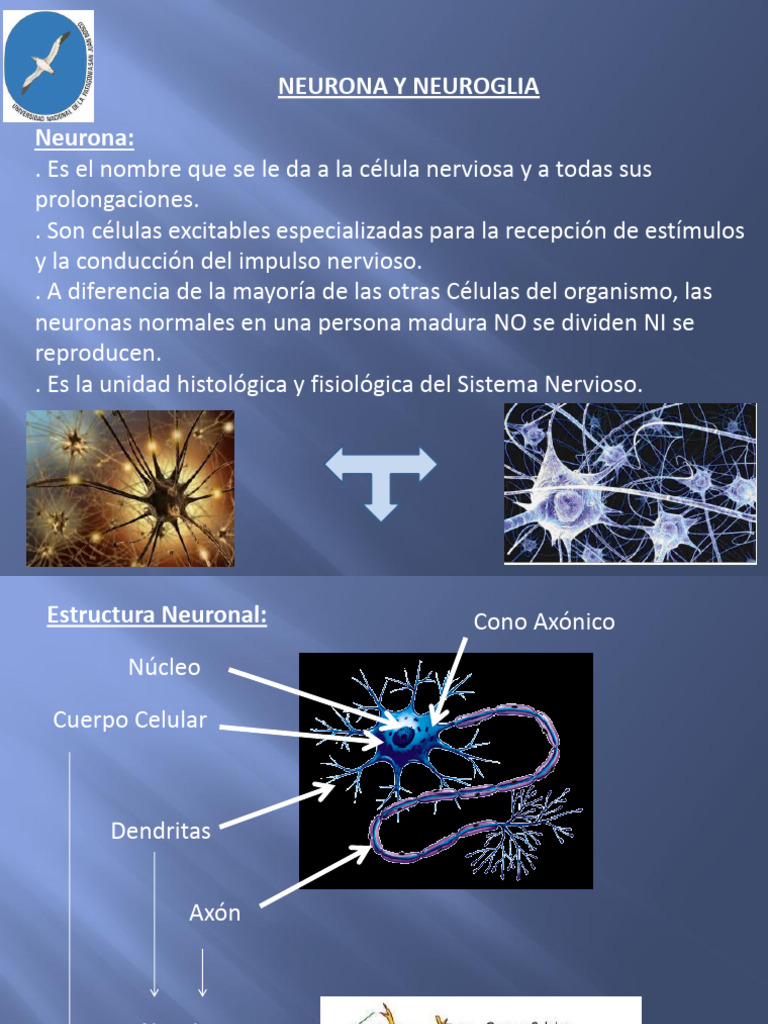 Diferencias entre Neurona y Neuroglia | PDF | Neurona | Axon