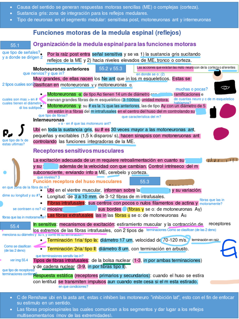 Funciones Motoras de La Medula Espinal (Reflejos) | PDF | Materia gris | Neurona