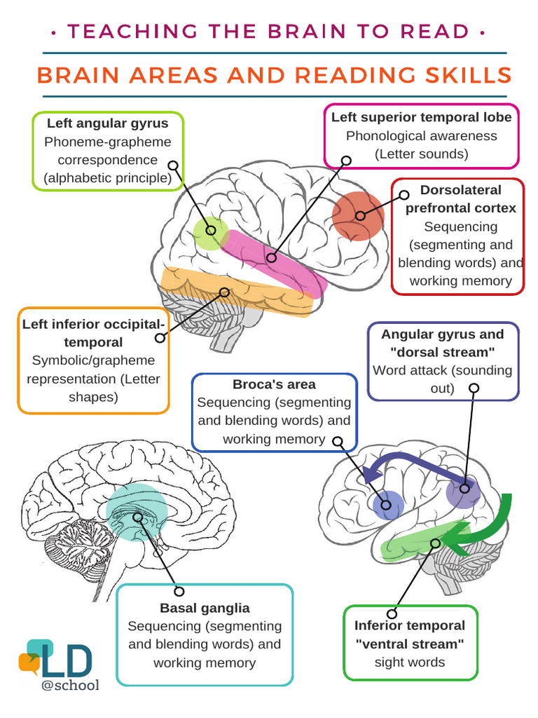 Brain Areas for Reading Skills | PDF