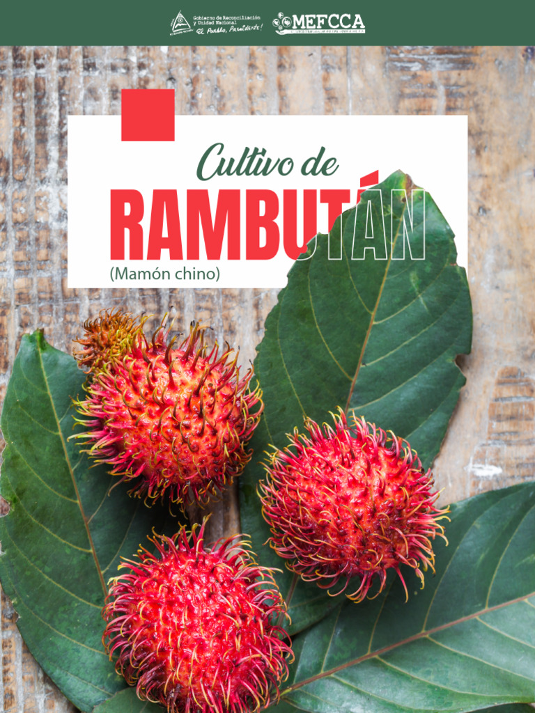 Cartilla Rambután | PDF | Siembra | Fertilizante