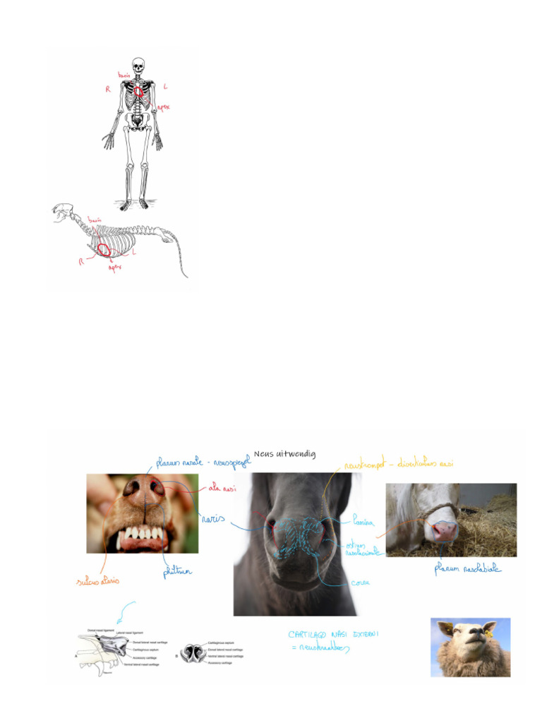 Tekeningen Svaa | PDF