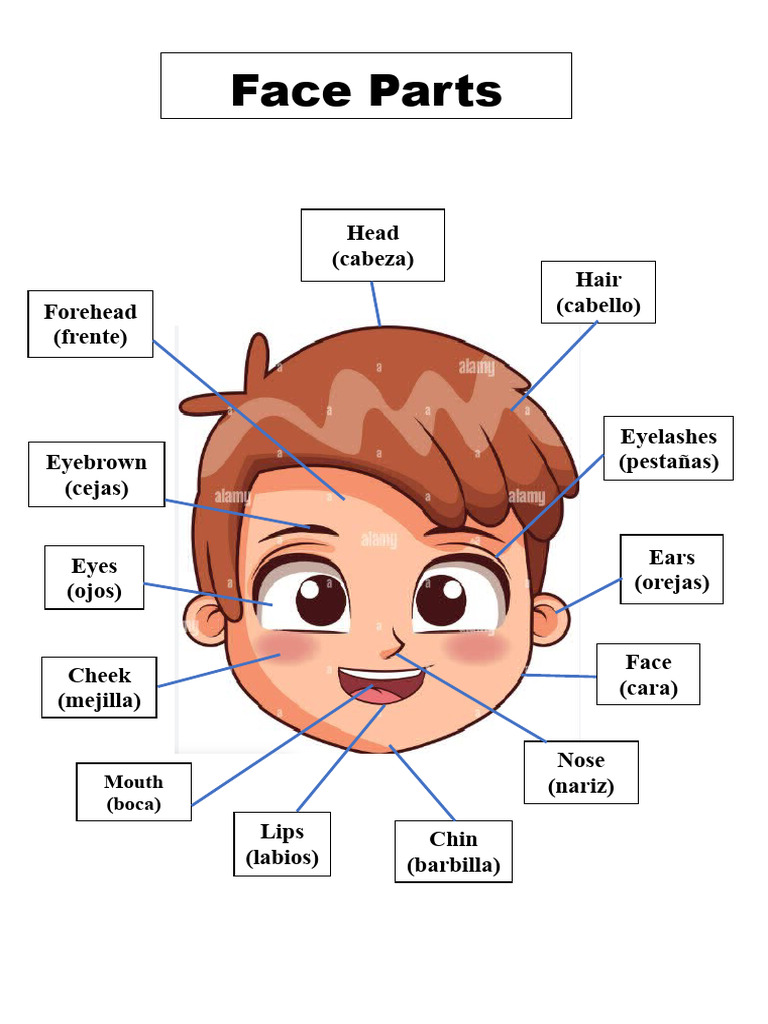 Partes de La Cara en Ingles | PDF