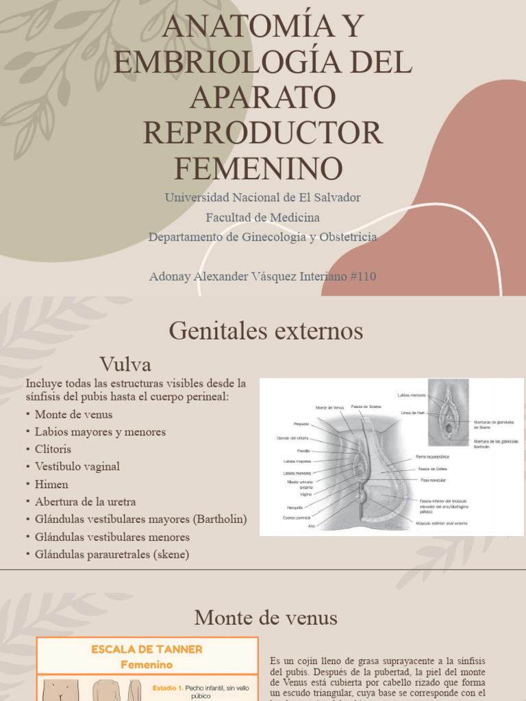 Anatomía del Aparato Reproductor Femenino | PDF | Vagina | Labios
