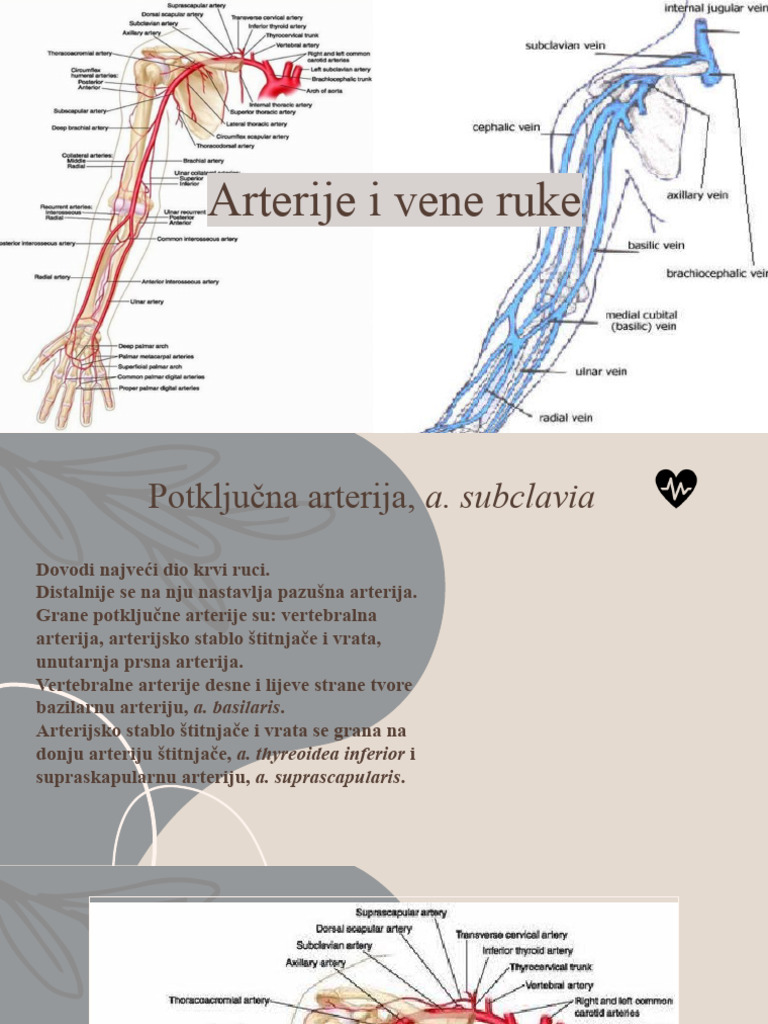 Arterije I Vene Ruke | PDF
