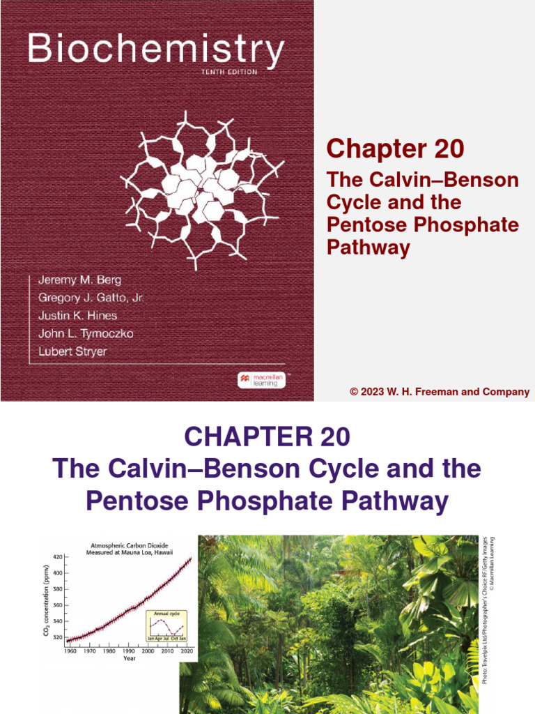 Stryer Biochem10e Lectureslides Ch20 | PDF | Nicotinamide Adenine Dinucleotide Phosphate ...