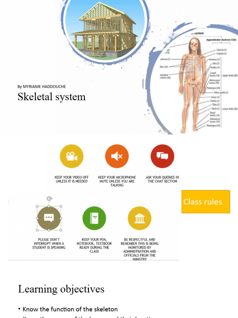 Chapter 4 Section 2 The Skeletal System | PDF | Bone | Skeleton