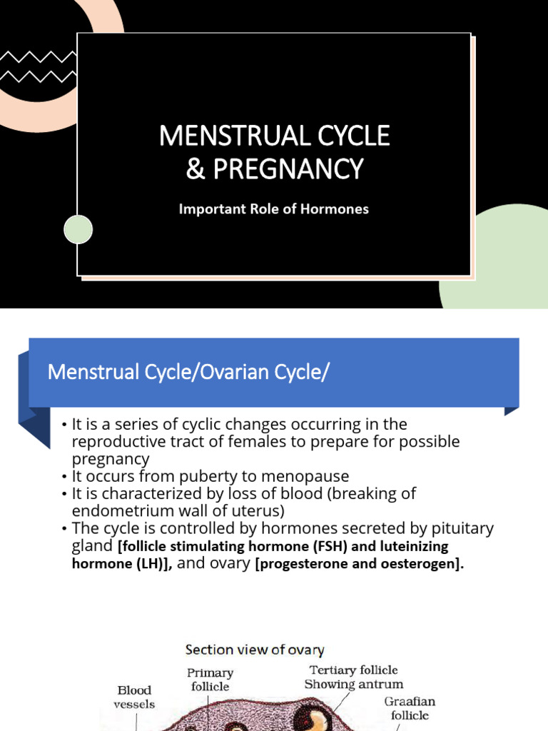 Menstrual Cycle & Pregnancy (1) | PDF | Menstrual Cycle | Luteinizing Hormone