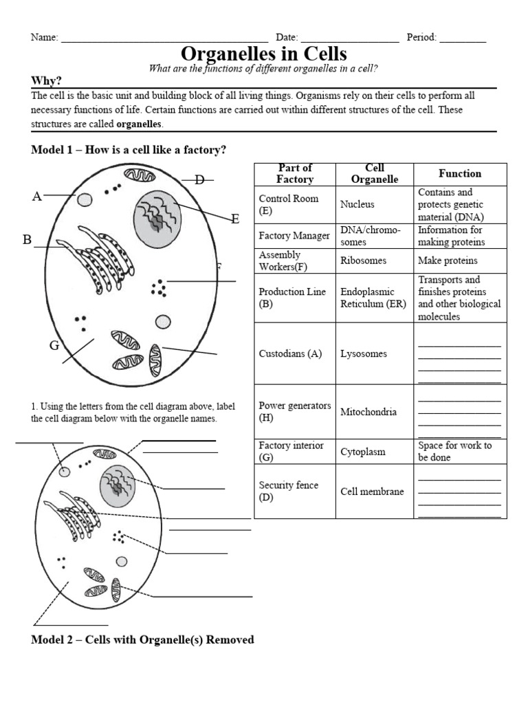 WS Cell Organelle POGIL (23-24) | PDF | Cell (Biology) | Organelle
