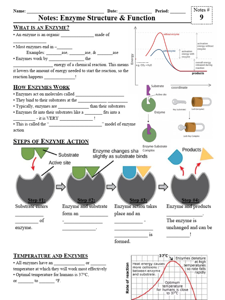 Notes #9 - Enzyme Structure & Function SE (23-24) | PDF