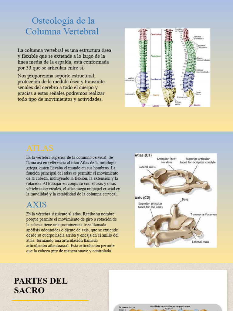 Lesiones de La Colunna Vertebral y Medula Osea | PDF | La columna ...