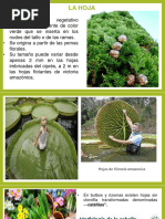 Tipos de Hojas de Acuerdo A La Forma de Su Limbo | PDF | Hoja | Botánica