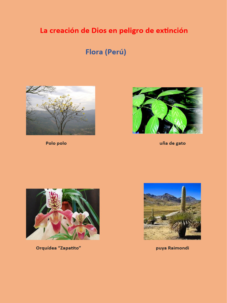 Flora (Perú) : La Creación de Dios en Peligro de Extinción | PDF