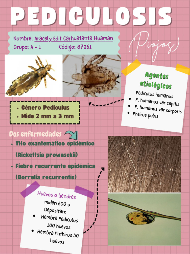 Pediculosis Ara | PDF