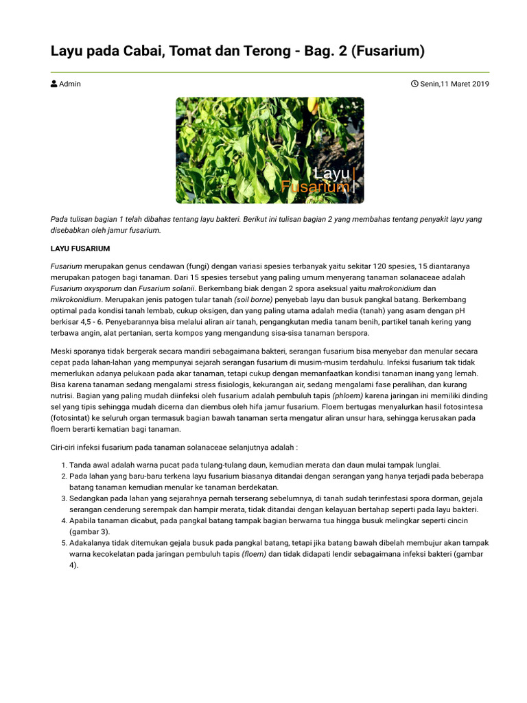 Pencegahan Layu Fusarium pada Terong | PDF