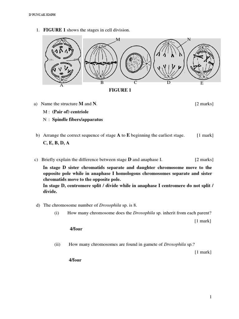 EDITED - ANSWER DPUNCAK SB015 KMPH 2023 - 2024 | PDF | Dominance (Genetics) | Zygosity