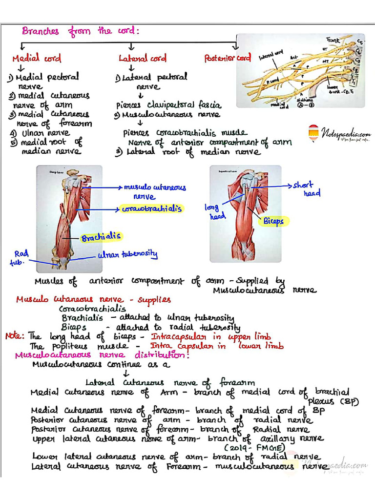 Notespaedia Marrow Anatomy Upper Limb - Part3 | PDF