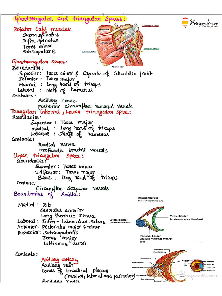 Notespaedia Marrow anatomy upper limb_Part2 | PDF