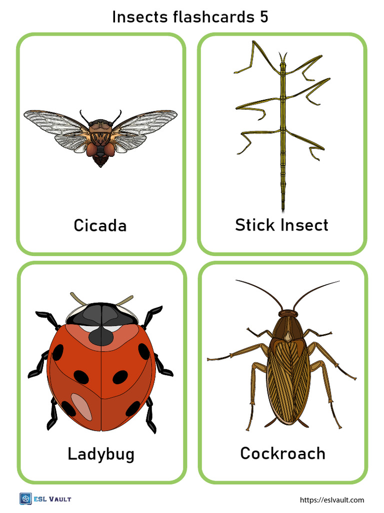 Insects Flashcards PDF 5 | PDF