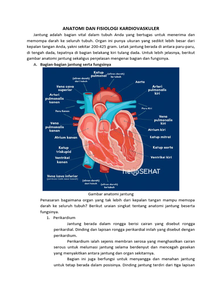 Anatomi Dan Fisiologi Kardiovaskuler | PDF