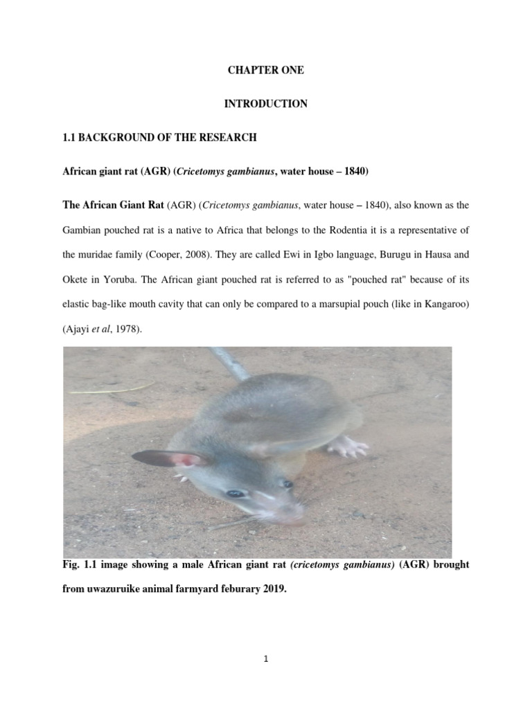 Mazi's Project Work K PDF | PDF | Kidney | Pancreas