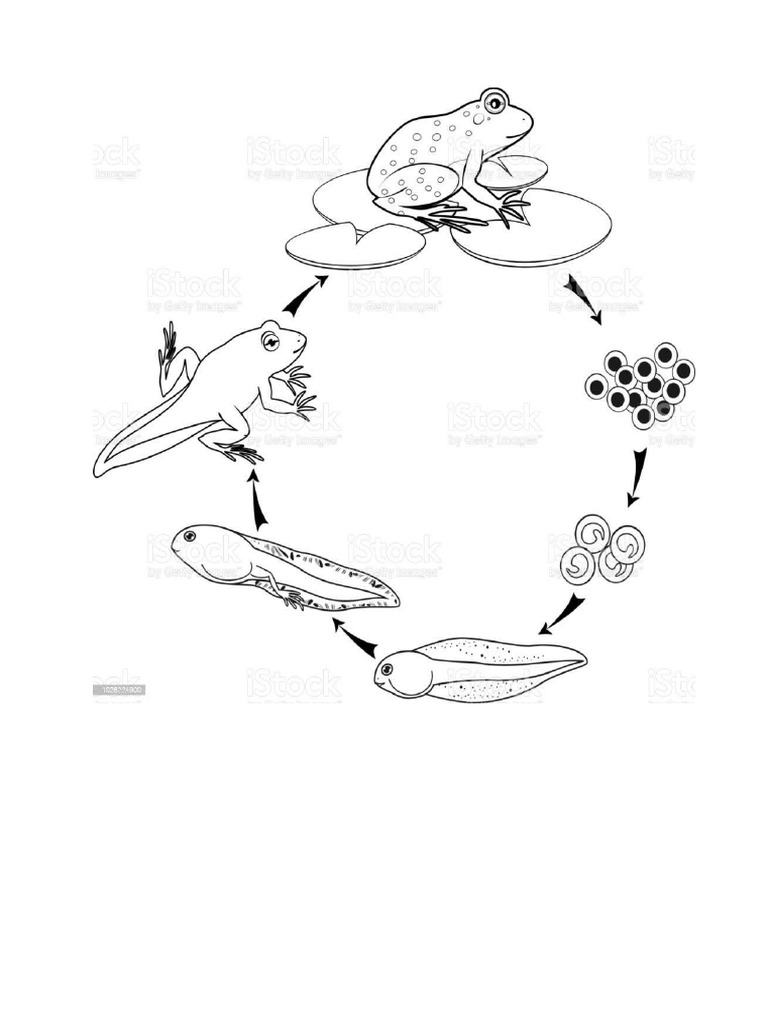 daur hidup katak | PDF daur hidup katak | PDF