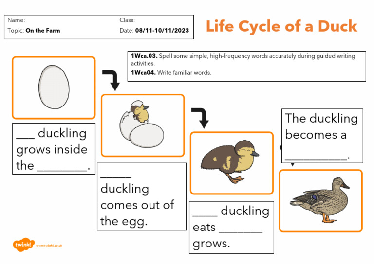 Duck-Life-Cycle-Worksheets (1wca03, 1wca04) | PDF