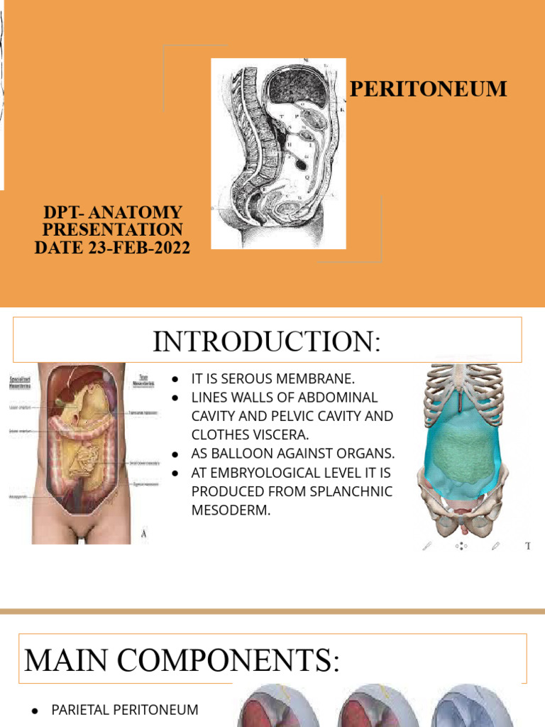 Anatomy of Peritoneum | PDF | Science & Mathematics