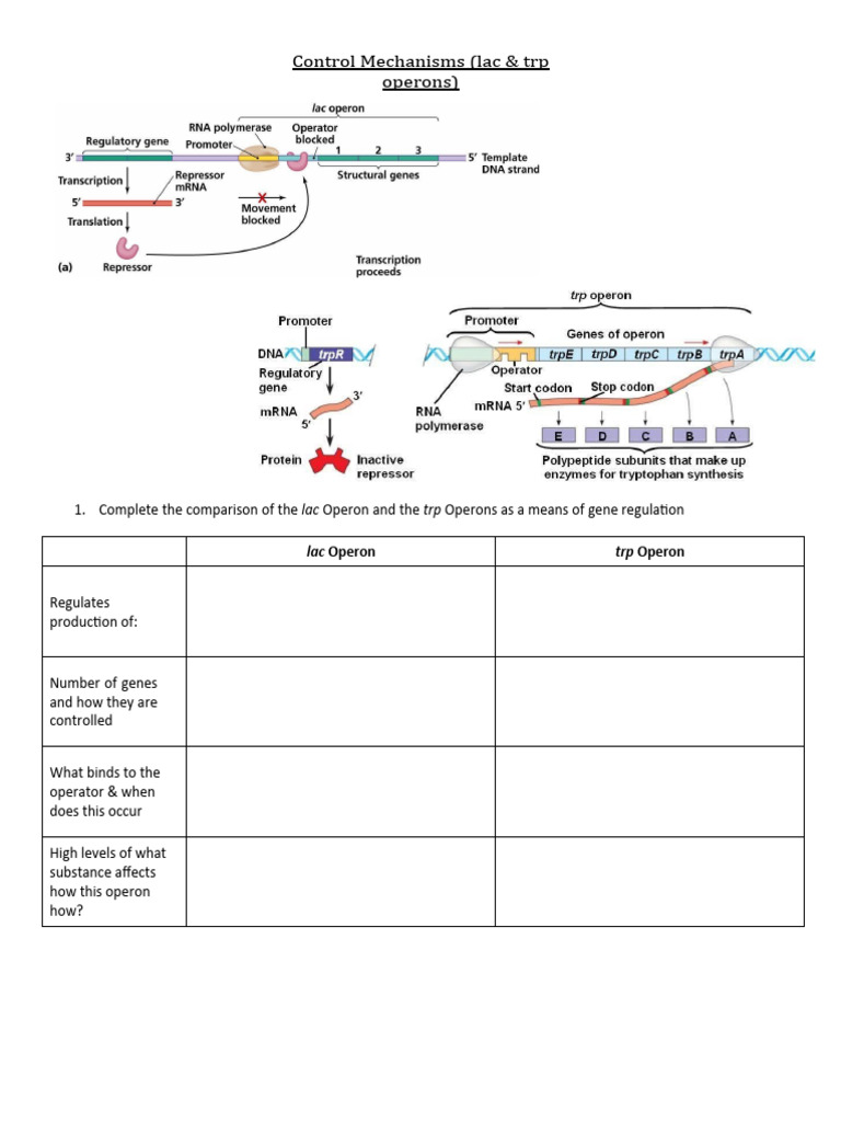 Control Mechanisms Worksheet | PDF | Operon | Repressor