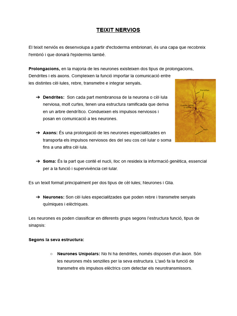 Teixit Nervios | PDF