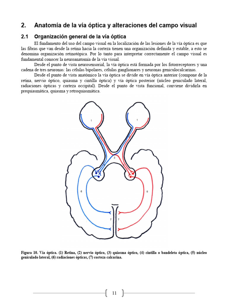 GENERALIDADES NEURO II | PDF | Lóbulo occipital | Percepción visual