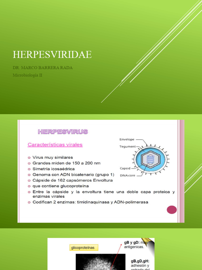 Tema 7 Herpesvirus | PDF | Ciencia y matemáticas