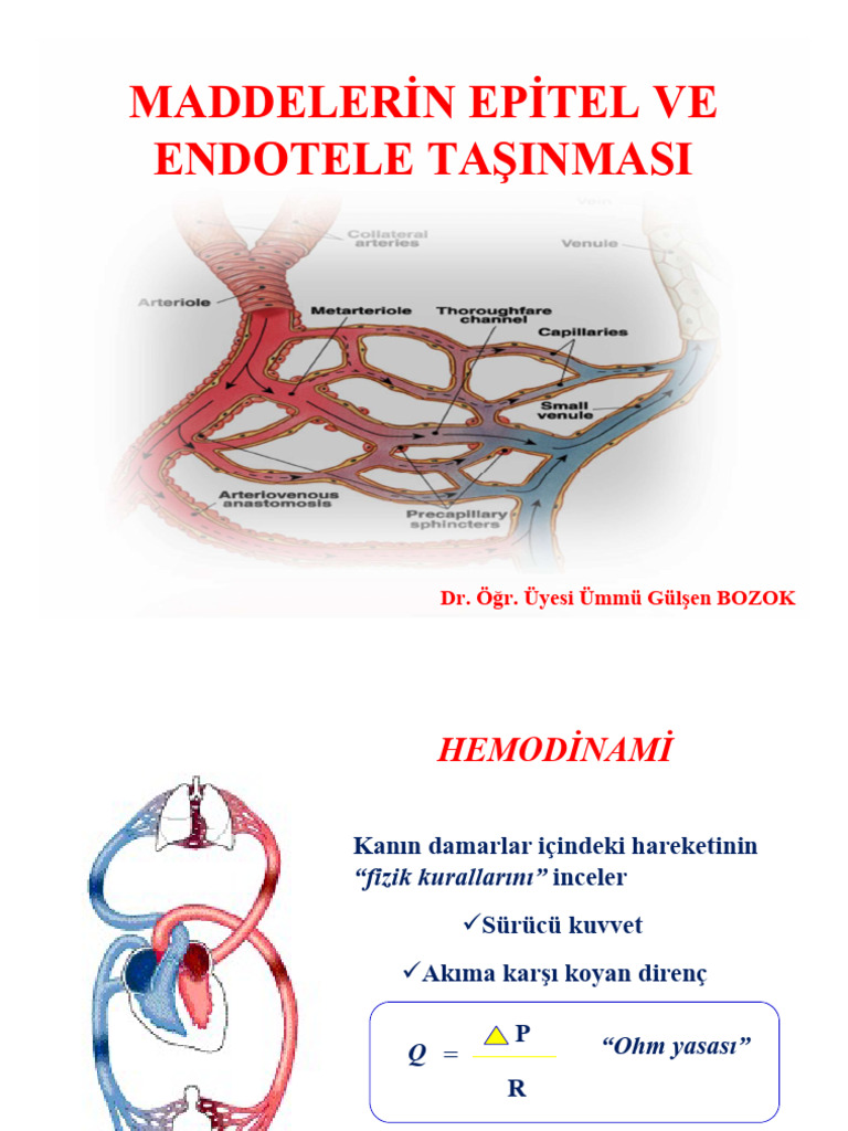 Madde Taşınımı Endotel | PDF