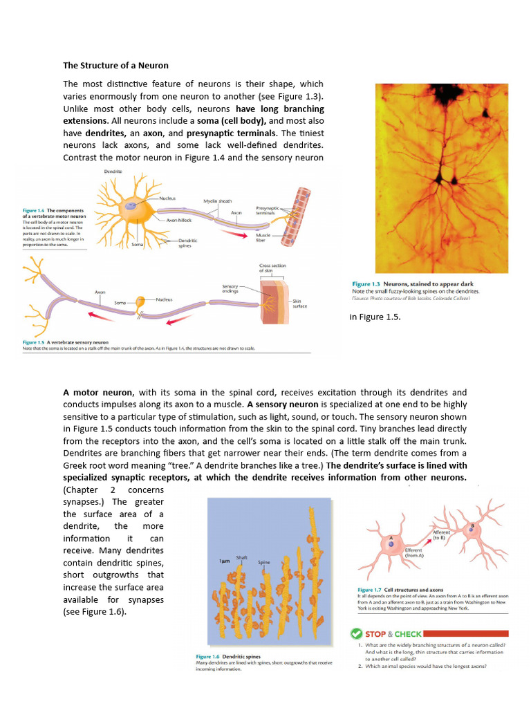 The Structure of a Neuron j.kalat | PDF | Axon | Neuron