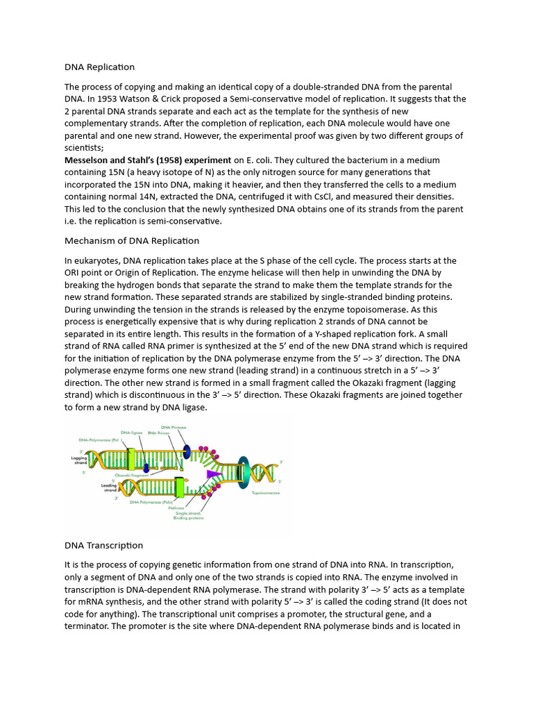 DNA Replication | PDF | Dna Replication | Dna