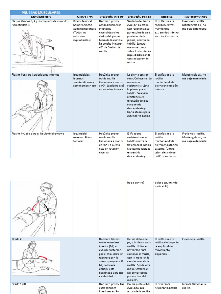 Pruebas Musculares | Descargar gratis PDF | Rodilla | Tobillo