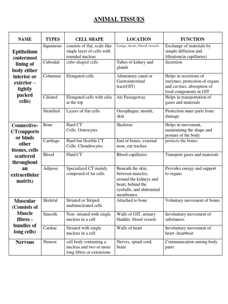 Chapter 4 Tissues | PDF | Tissue (Biology) | Epithelium