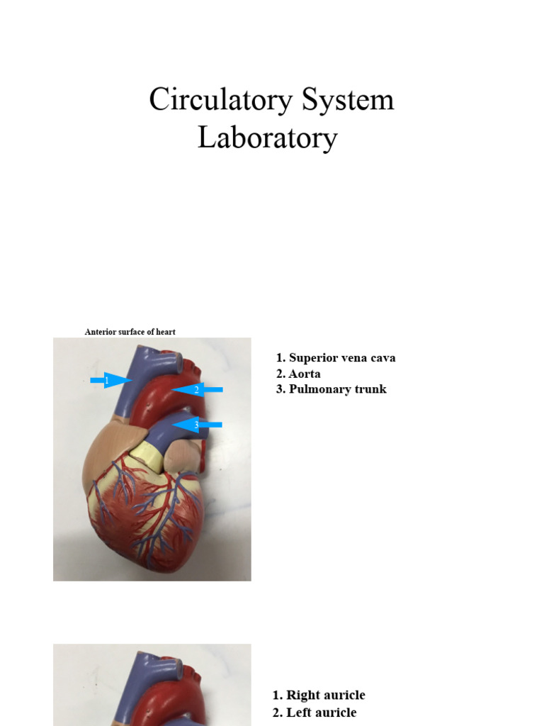 Anaphy Laboratory Circulatory System Labeled | PDF | Heart Valve ...