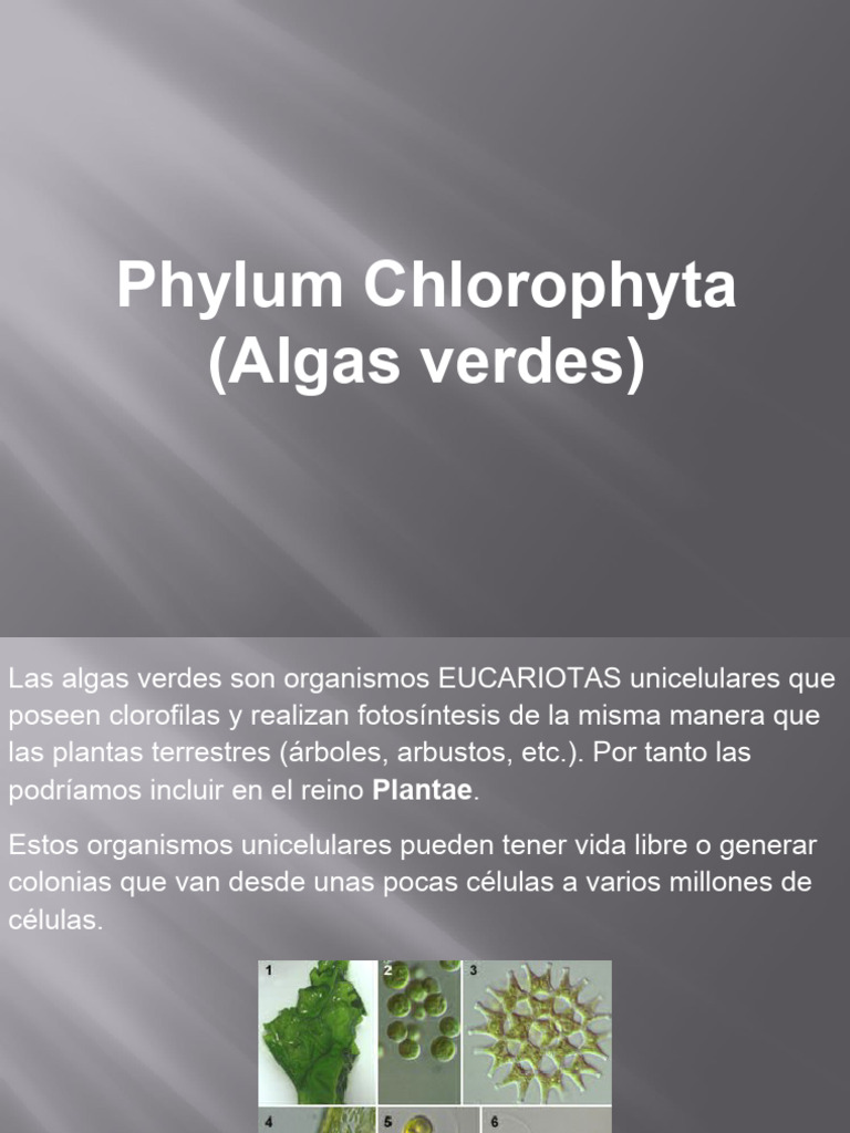 Presentacion Chlorophytas | PDF | Algas | Reproducción sexual