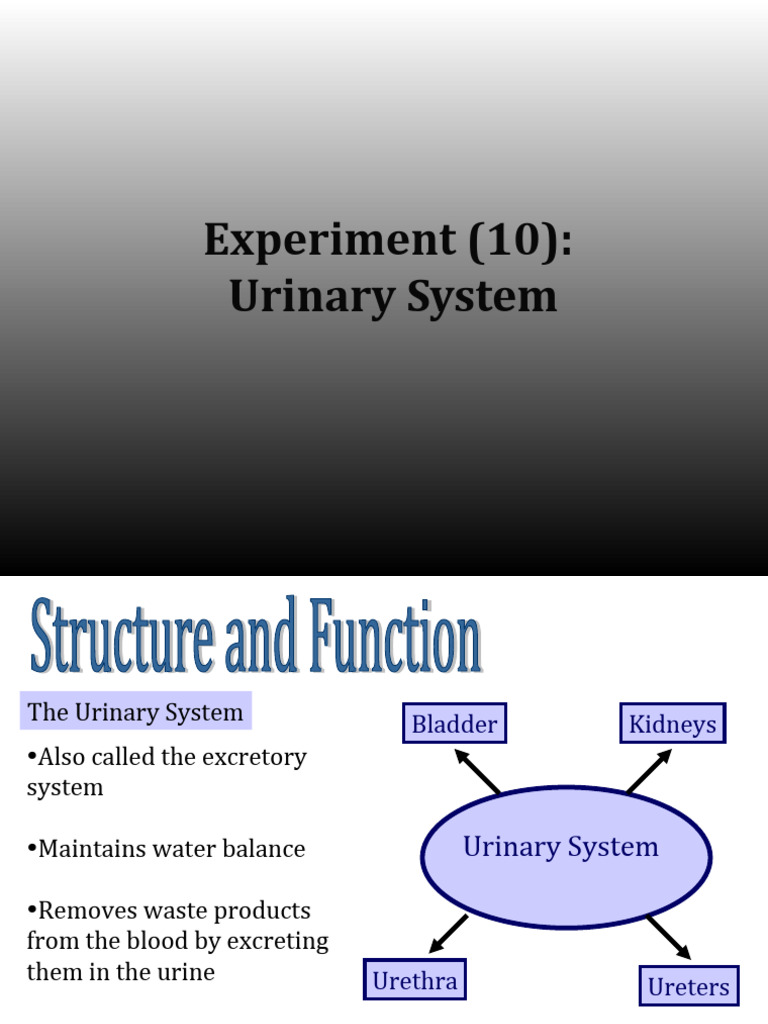 Urinary System | PDF | Urinary System | Kidney