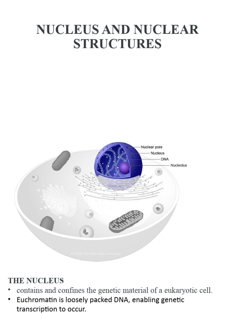 NUCLEUS NUCLEAR STRUCTURES and ORGANELLES | PDF | Meiosis | Mitochondrion